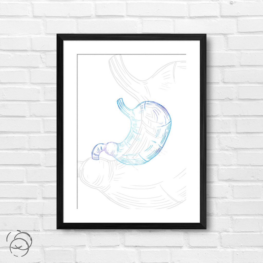 Anatomy Hand Drawn Outline Stomach Print - Pink Tag Prints