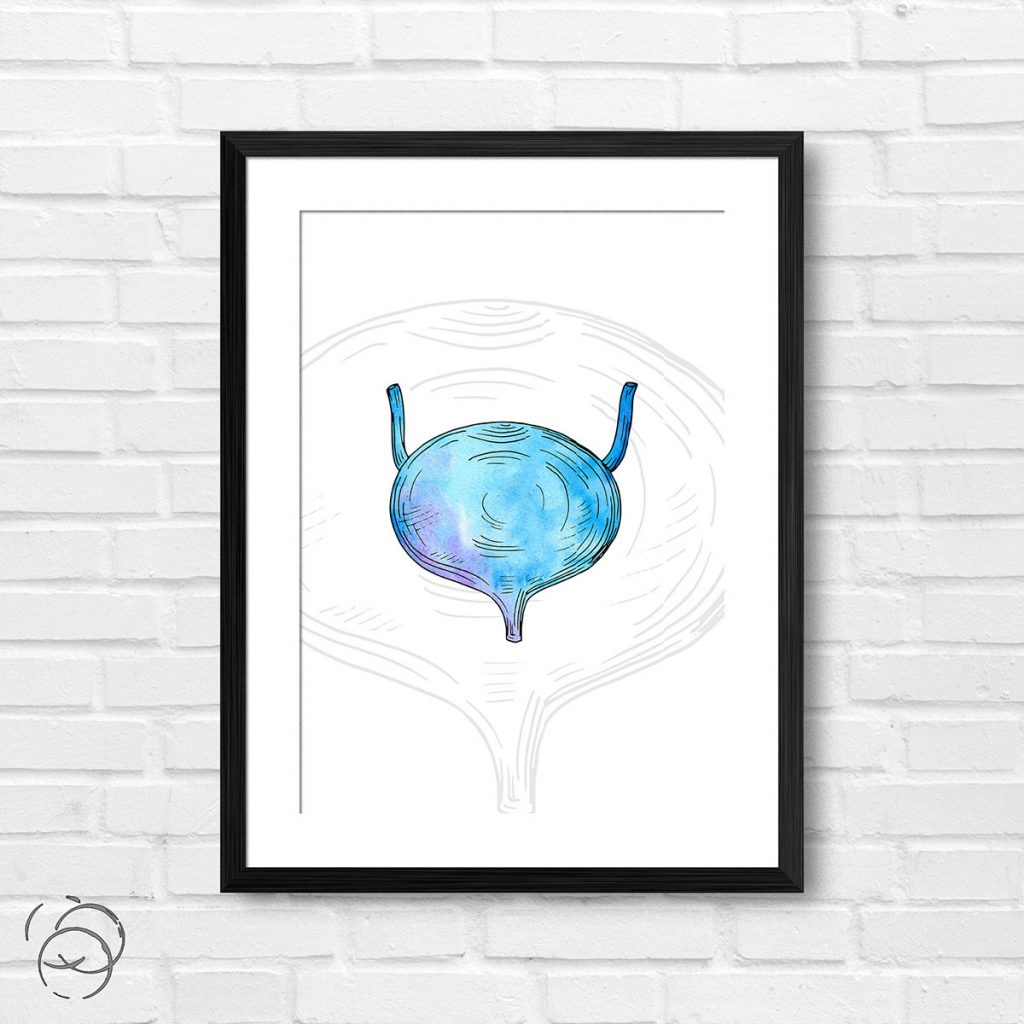 Anatomy Hand Drawn Watercolour Bladder Print - Pink Tag Prints