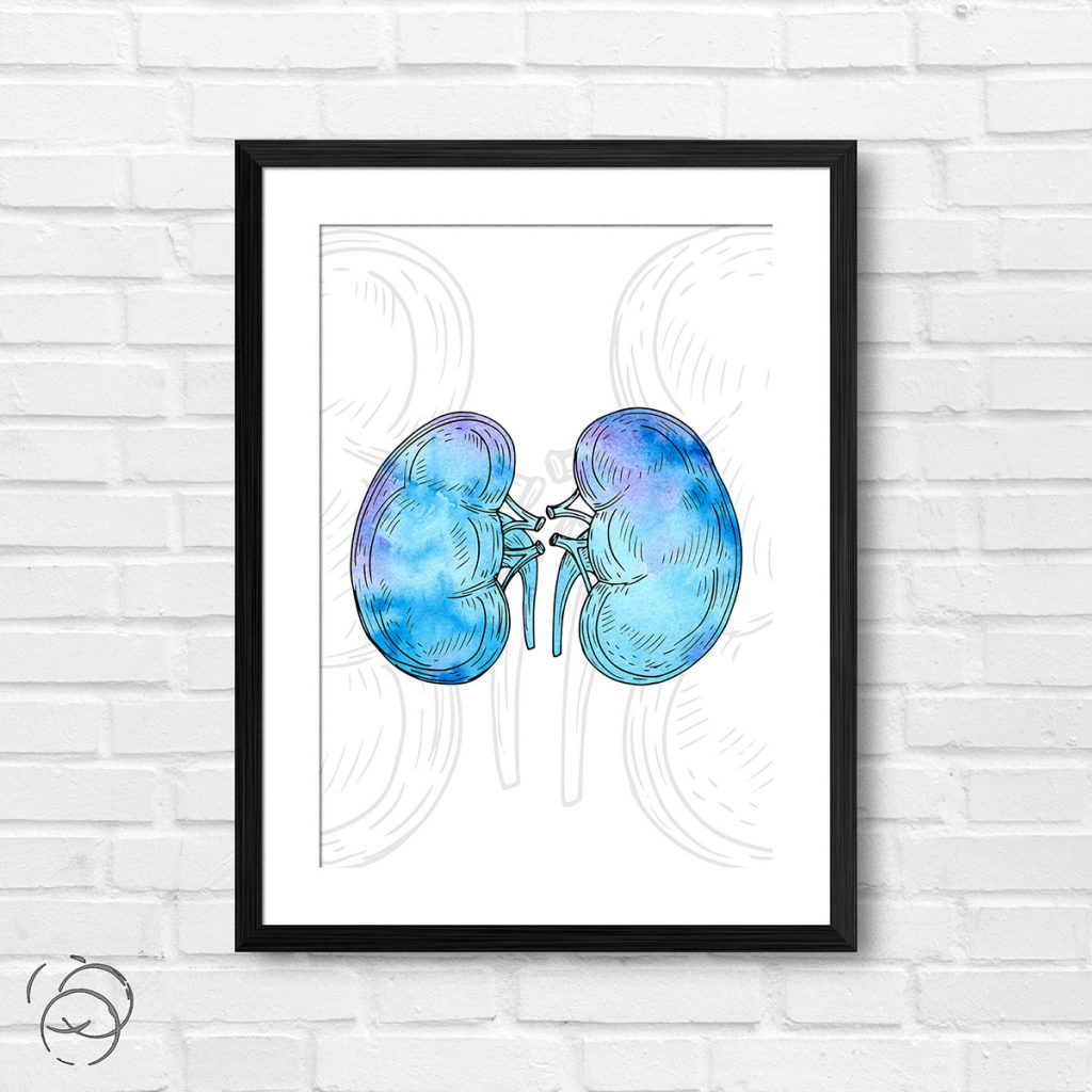 Anatomy Hand Drawn Watercolour Kidney Print - Pink Tag Prints